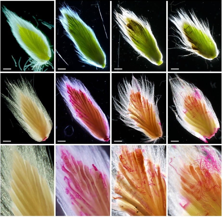 New Study Confirms Beech Leaf Disease Threatens European Beech Trees ...