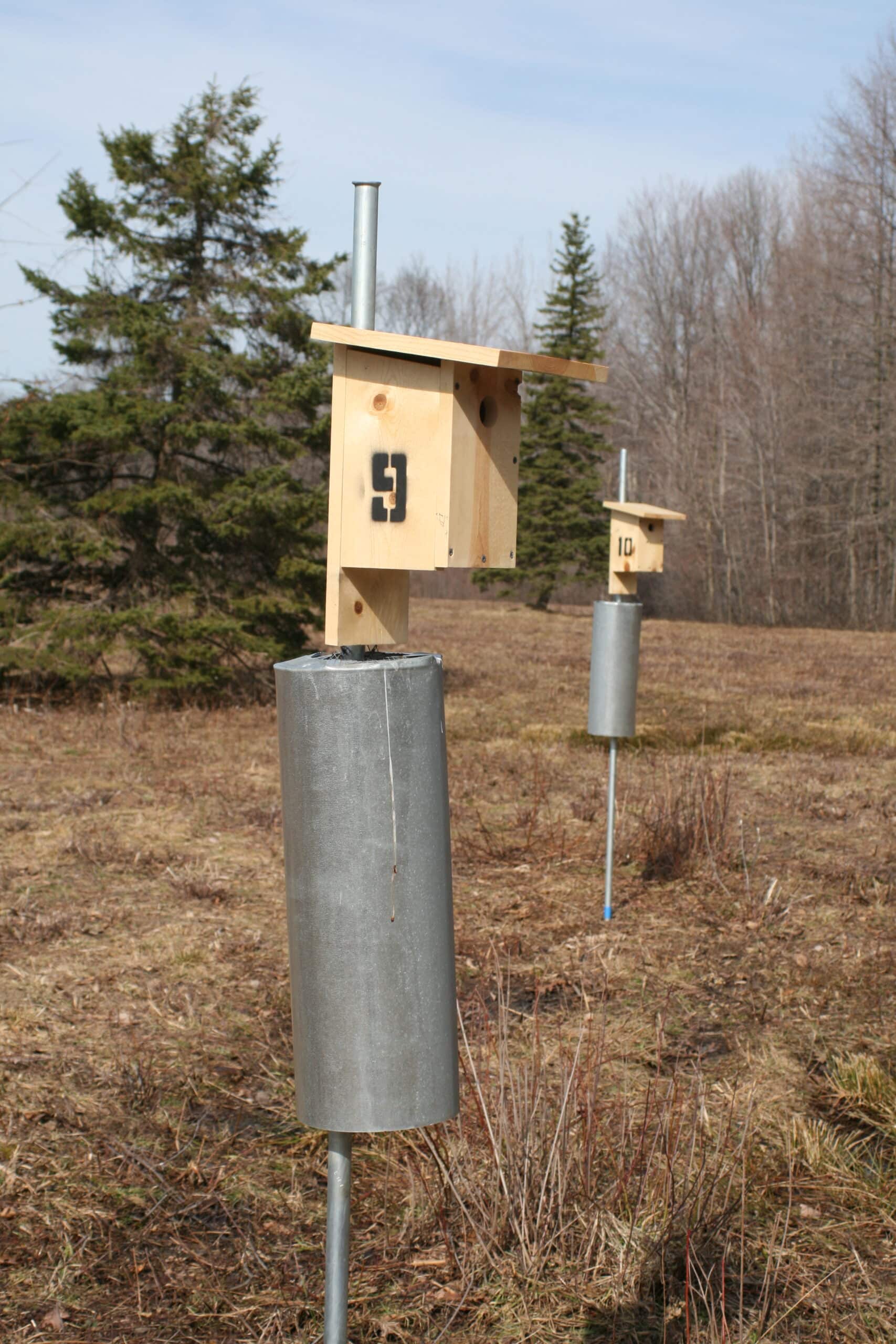How Data-Driven Conservation Fledged 30,000+ Native Birds at Holden ...