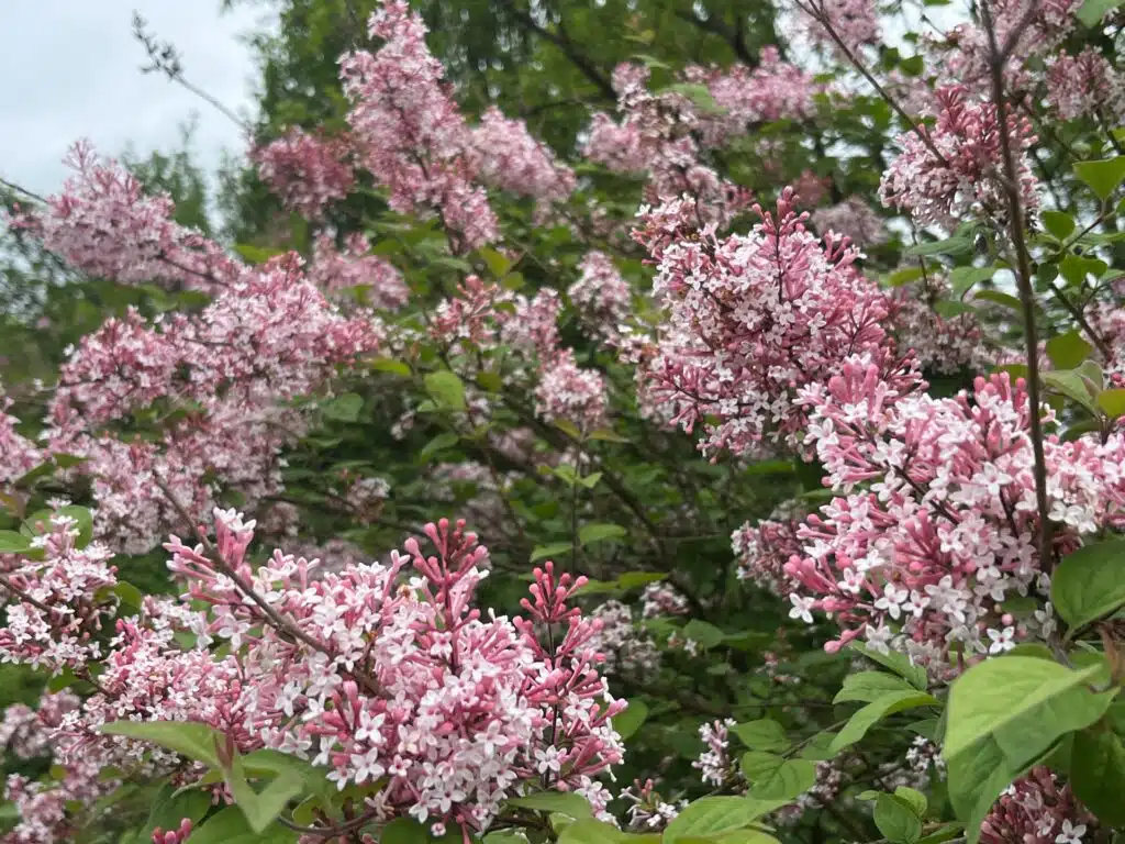 It's Poppin': May 8 » Plants, Living collections » HF&G