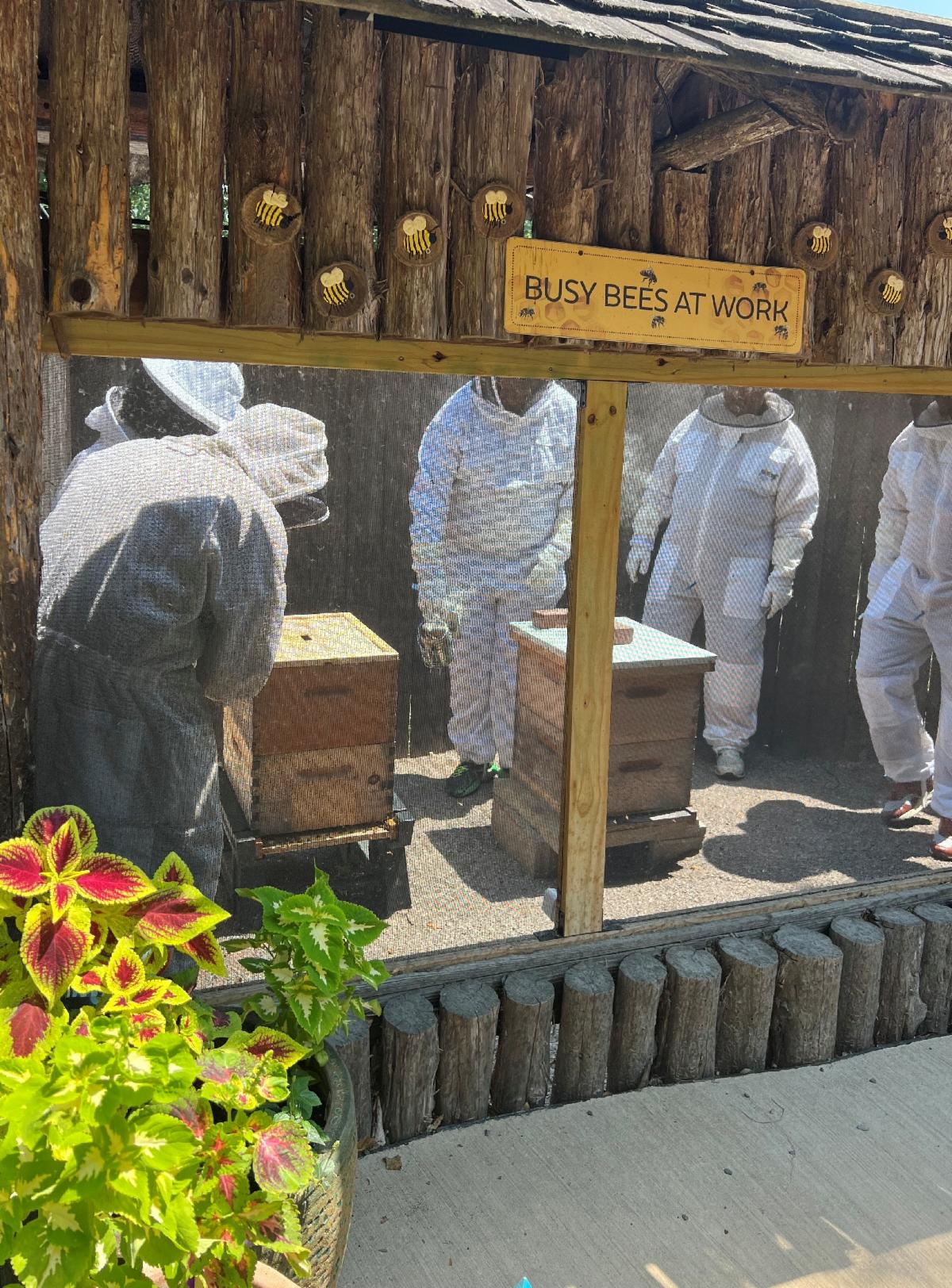 Veterans Find Healing in the Beehives at Cleveland Botanical Garden ...