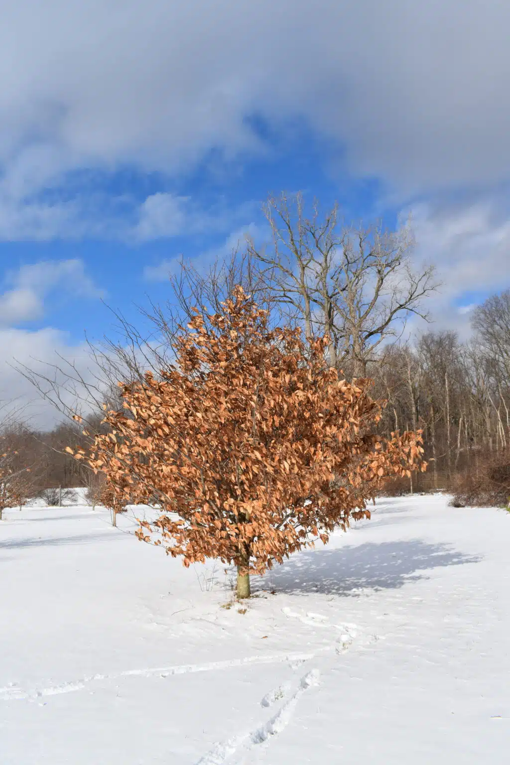 Life in the Winter Forest » Trees, Wildlife » HF&G